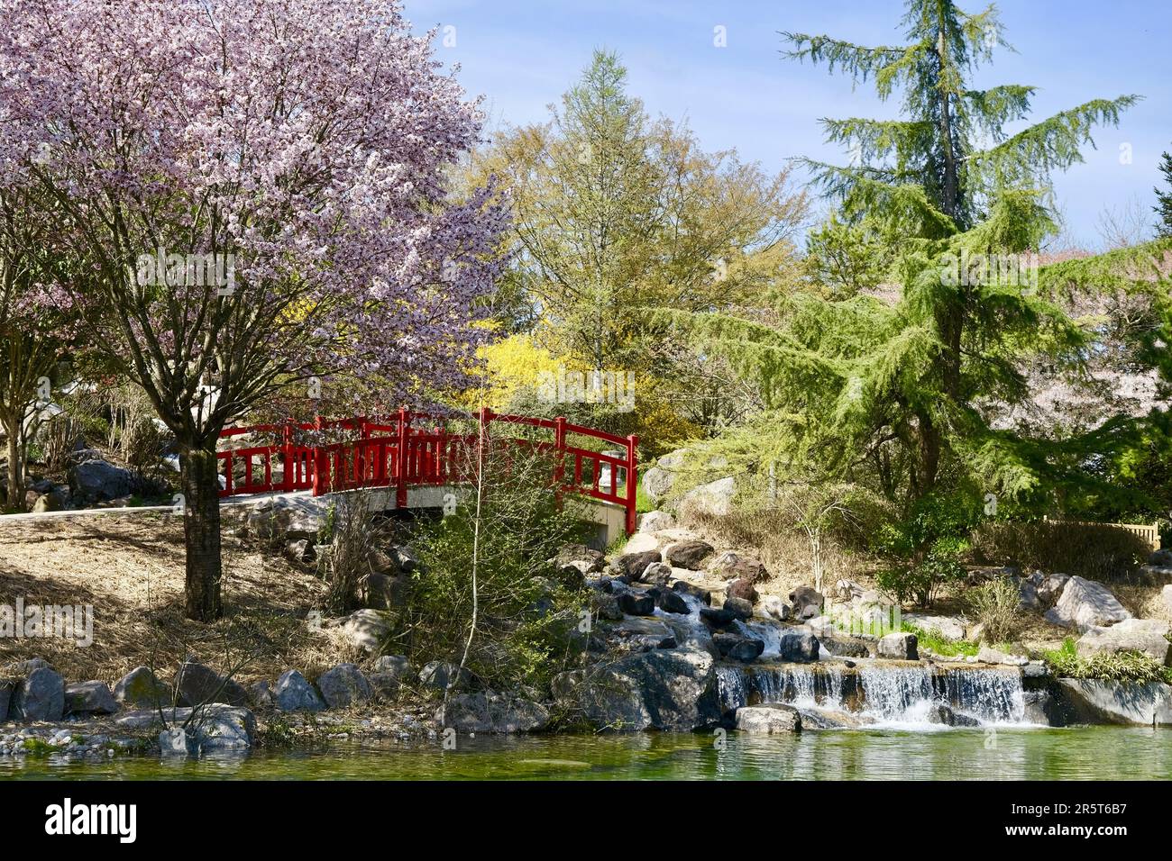 France, Cote d'Or, Dijon, Suzon park, Japanese garden, cherry blossom ...