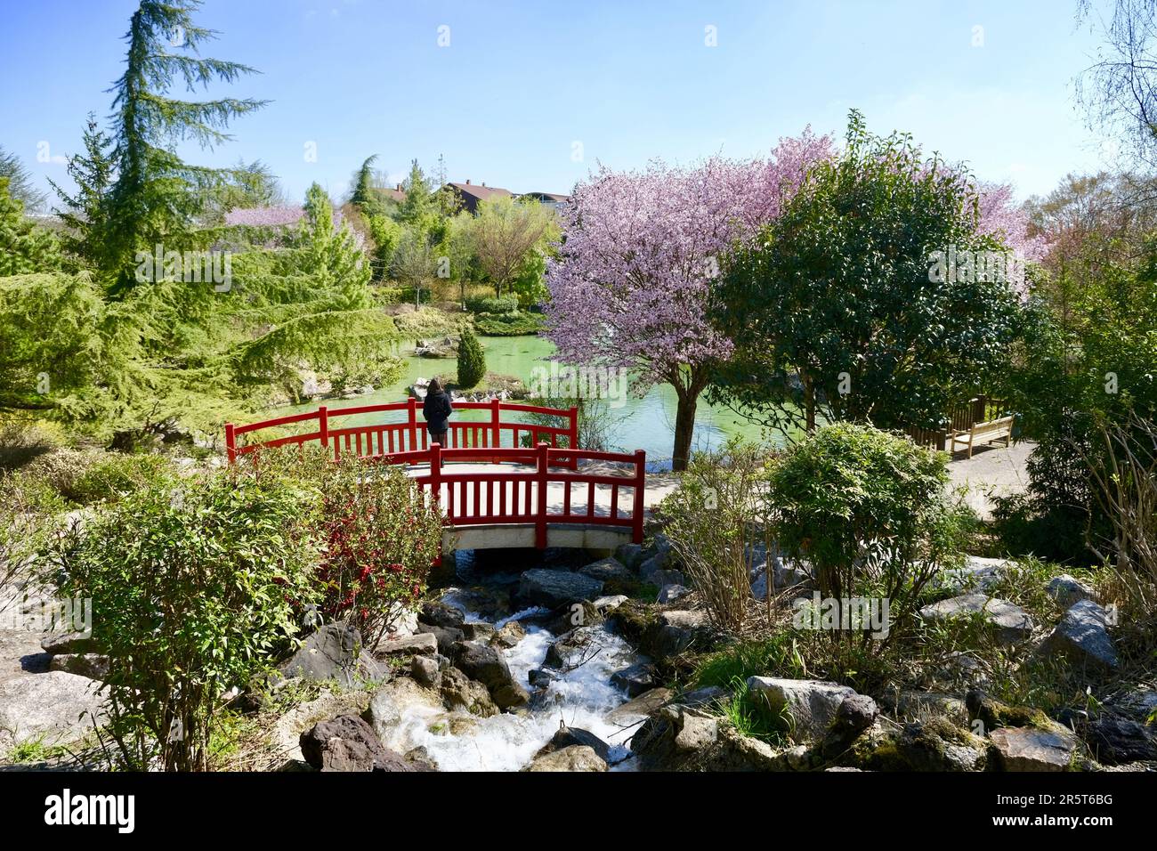 France, Cote d'Or, Dijon, Suzon park, Japanese garden, cherry blossom ...