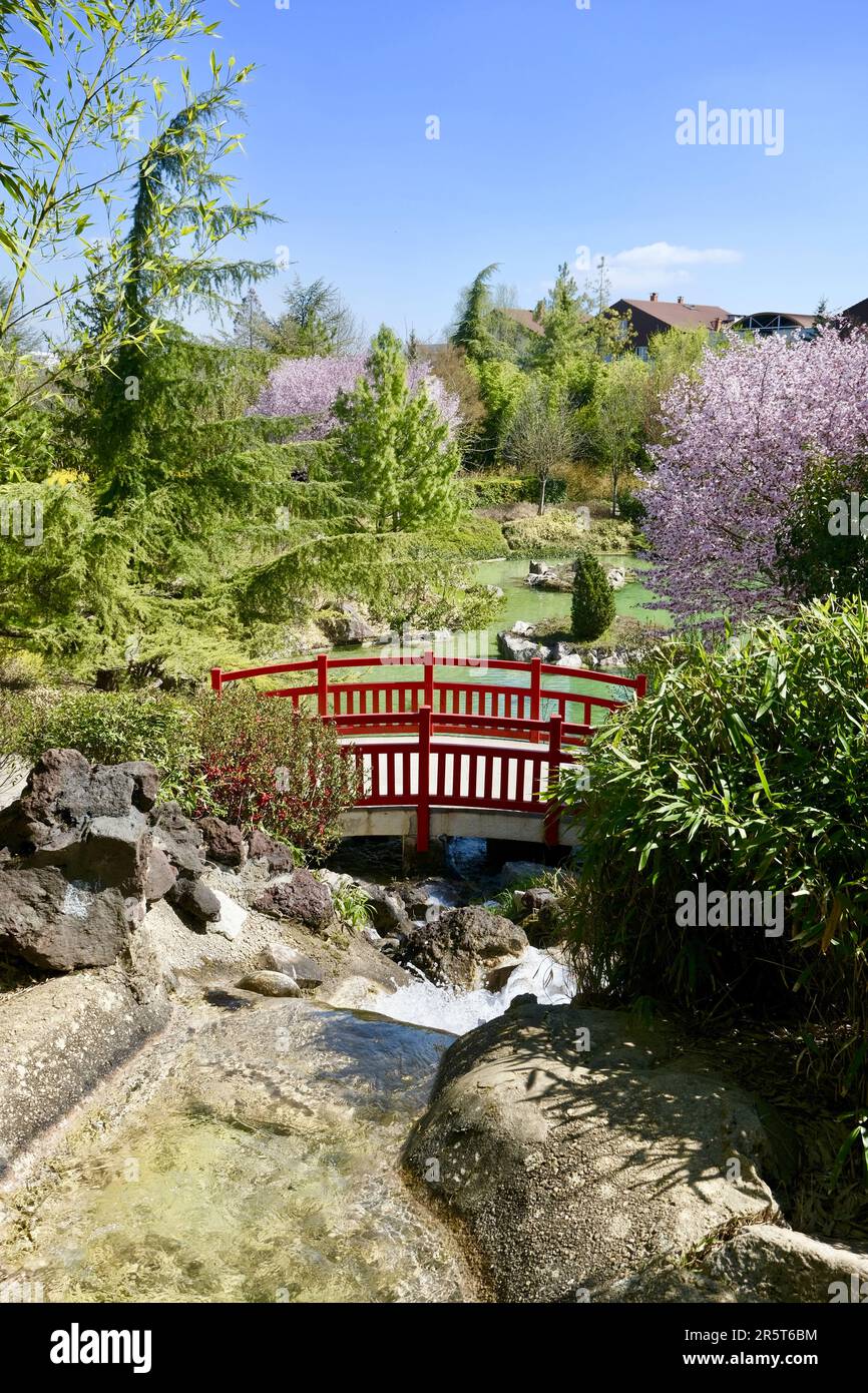 Japanese garden cherry blossom hi-res stock photography and images - Alamy