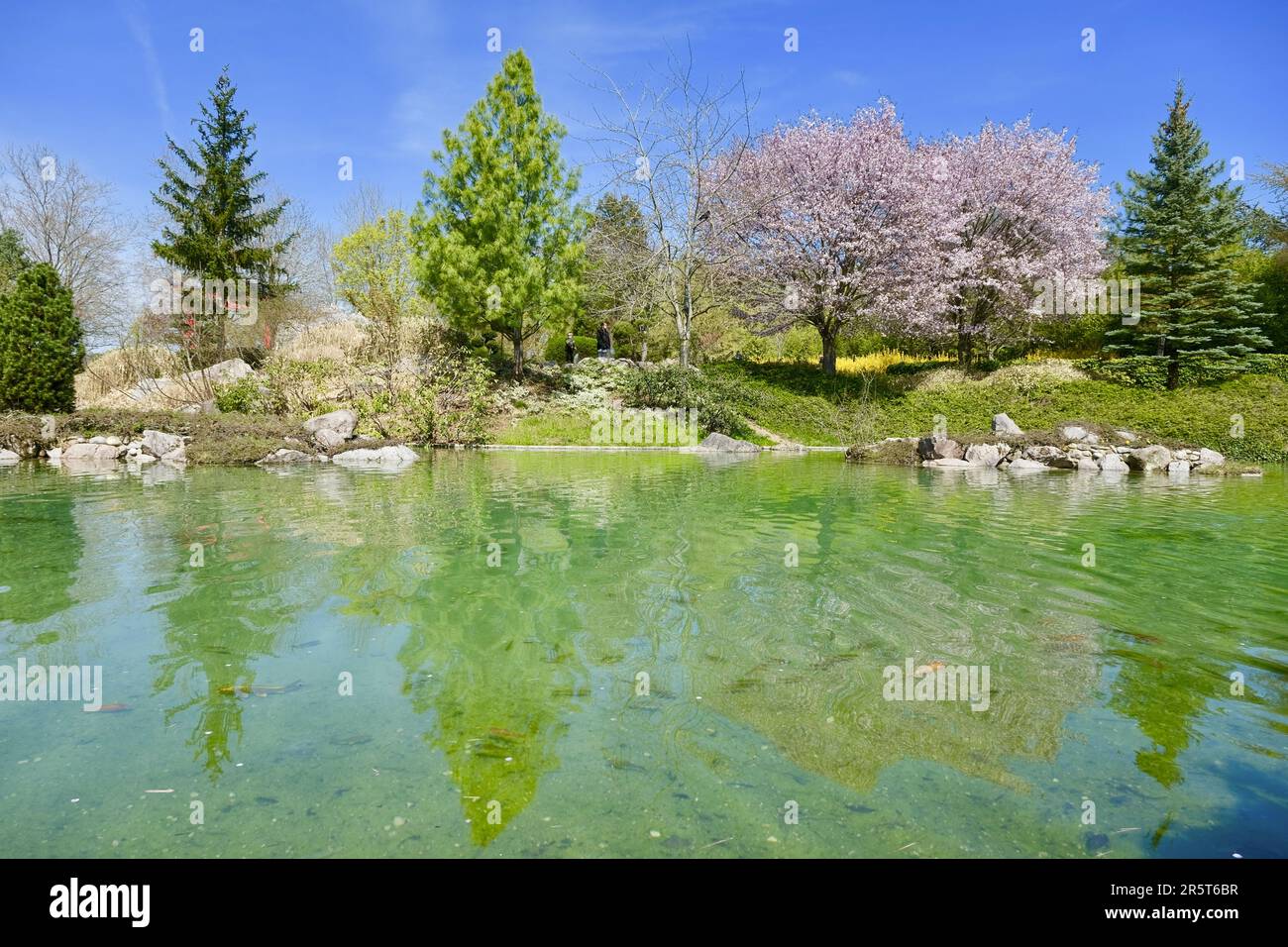 France, Cote d'Or, Dijon, Suzon park, Japanese garden, cherry blossom ...