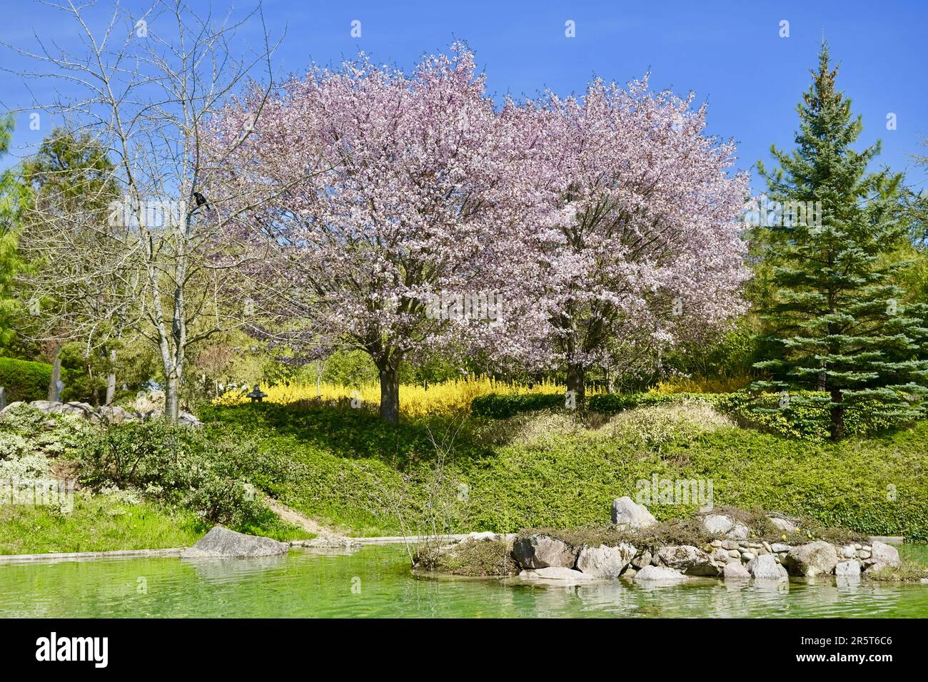 France, Cote d'Or, Dijon, Suzon park, Japanese garden, cherry blossom ...