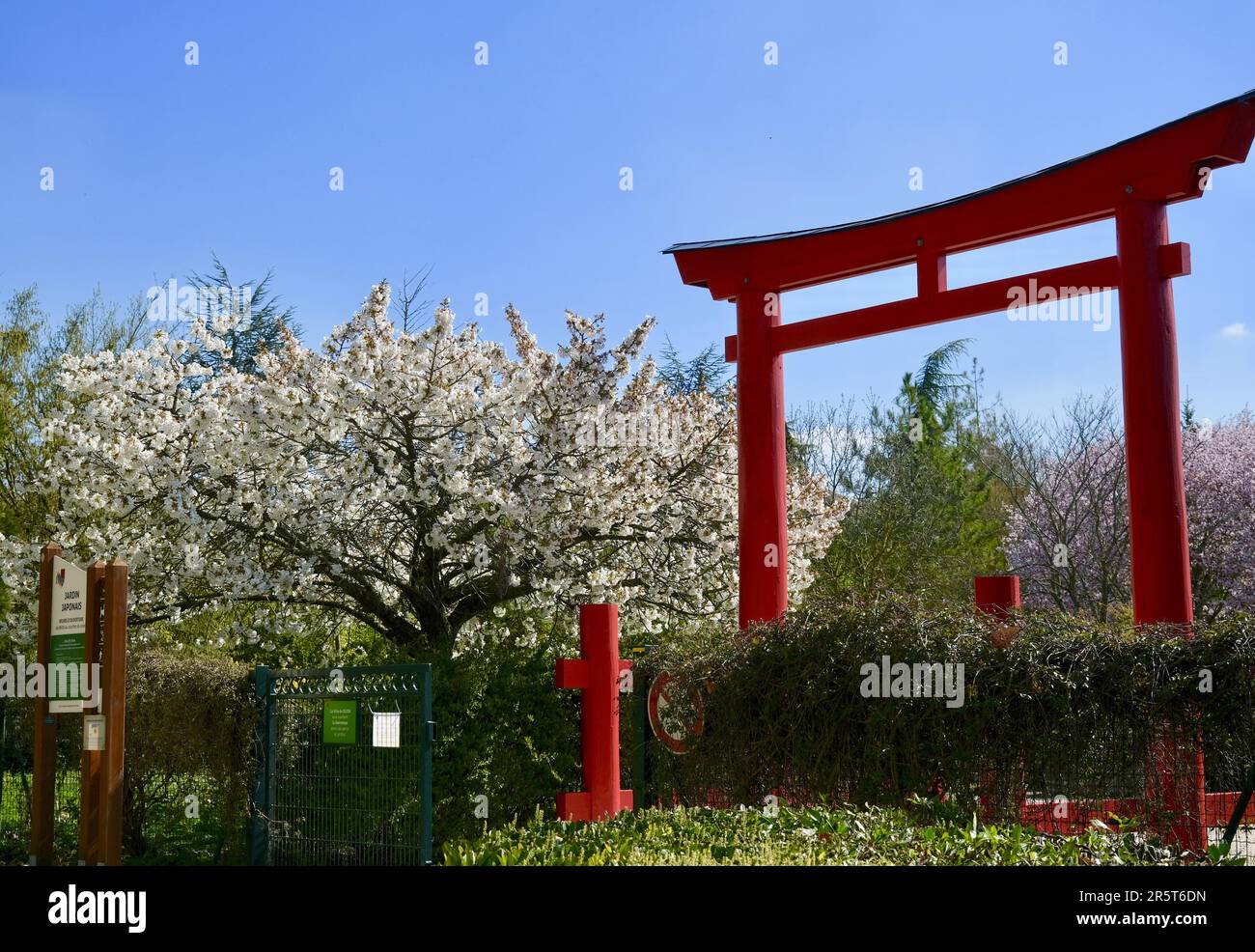 France, Cote d'Or, Dijon, Suzon park, Japanese garden, cherry blossom ...