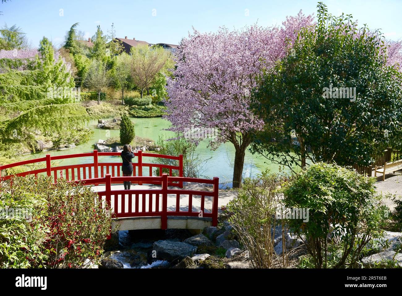 France, Cote d'Or, Dijon, Suzon park, Japanese garden, cherry blossom ...