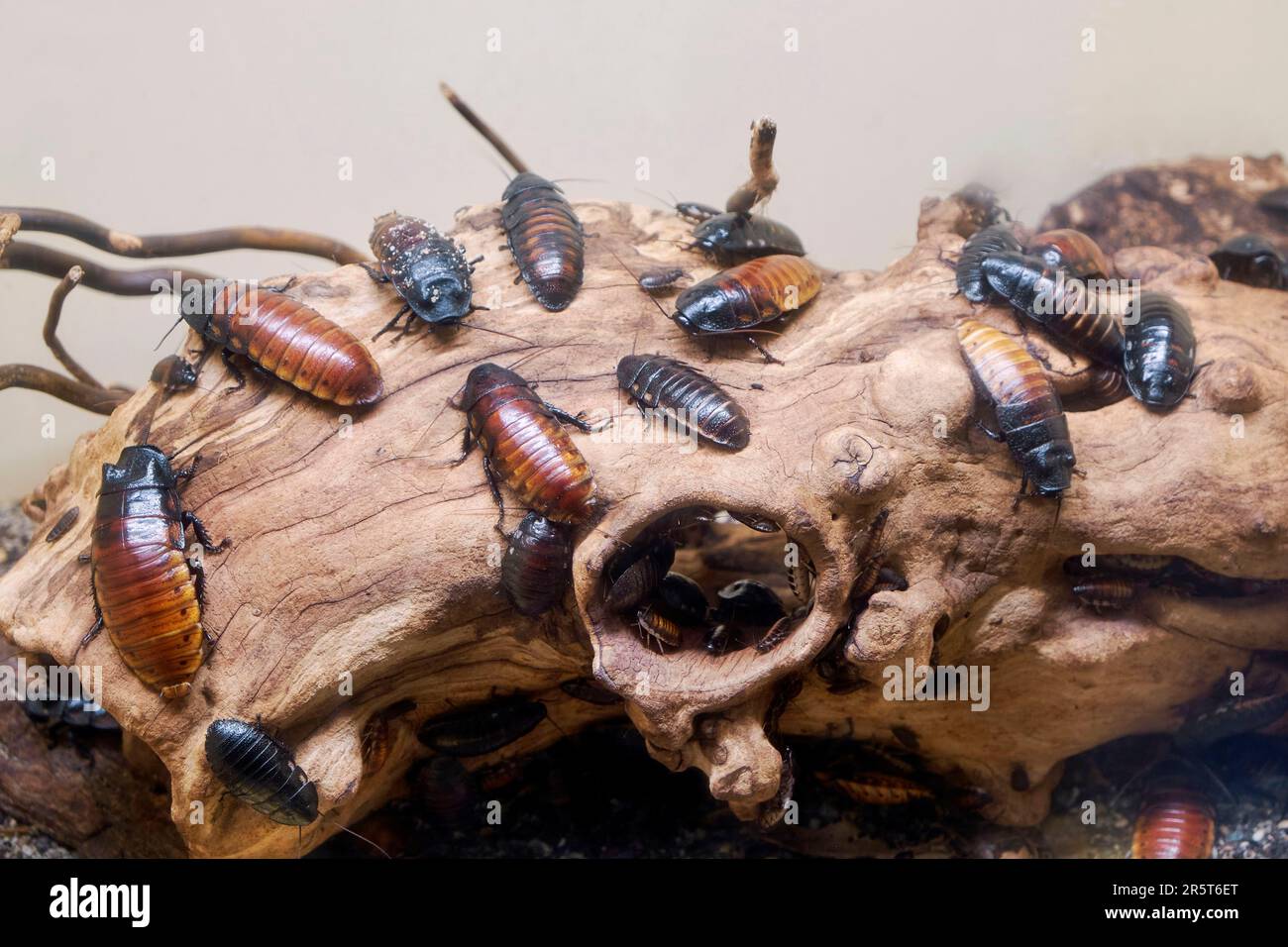 Cockroaches breeding hi-res stock photography and images - Alamy