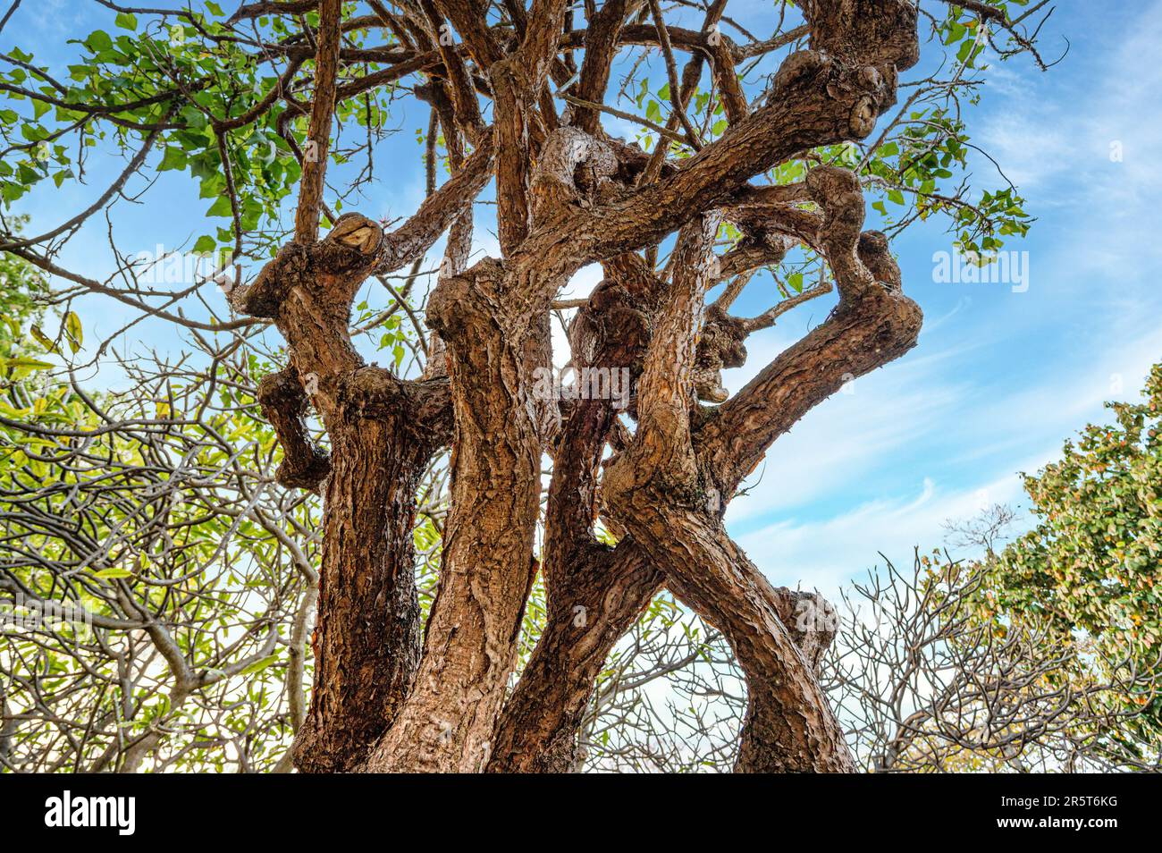 Entwined trees hi-res stock photography and images - Alamy