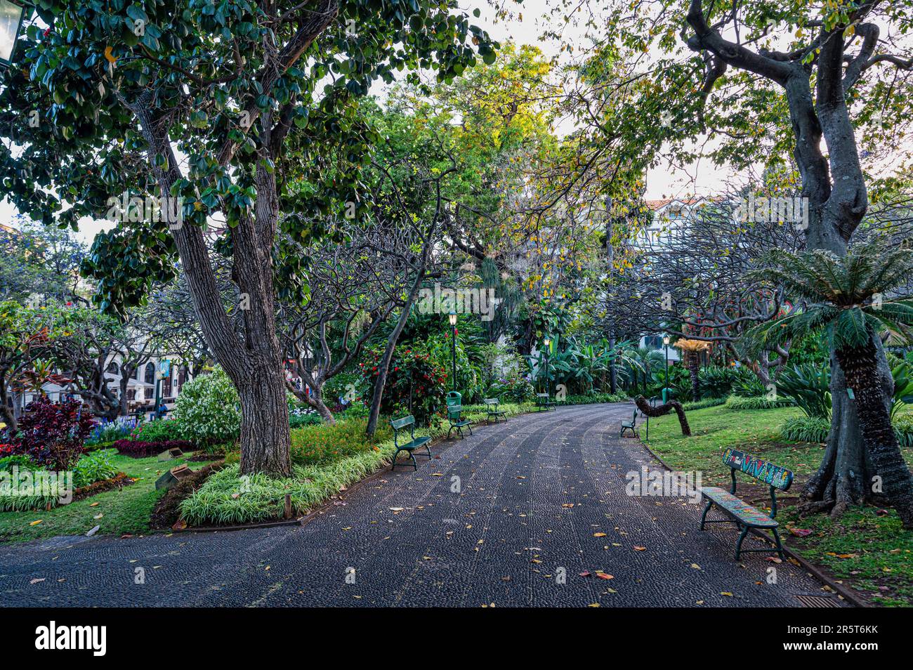 A tranquil park setting, with a winding road flanked by lush trees ...
