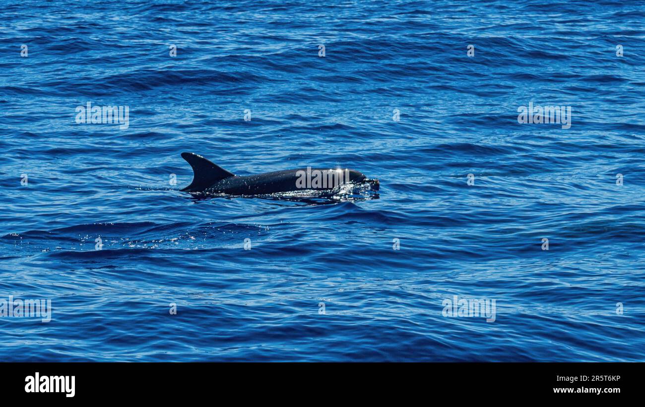 A dolphin floating peacefully on the surface of blue water Stock Photo ...