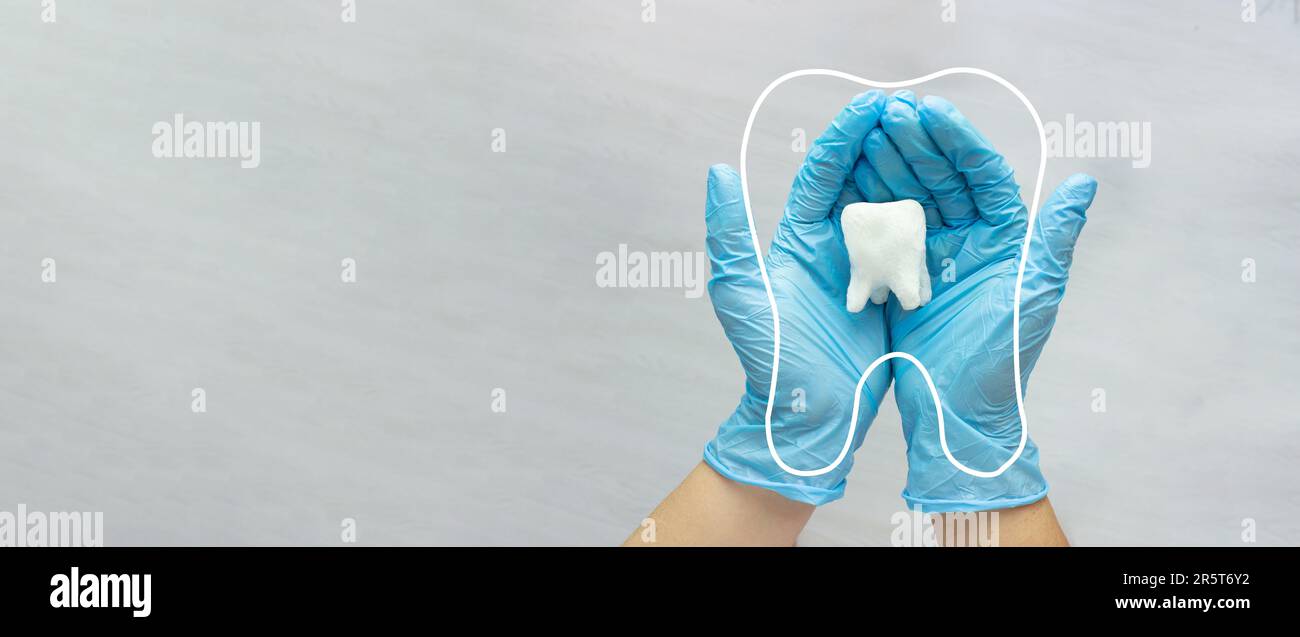 Female dentist hand in blue medical gloves holds tooth molar and Thin ...