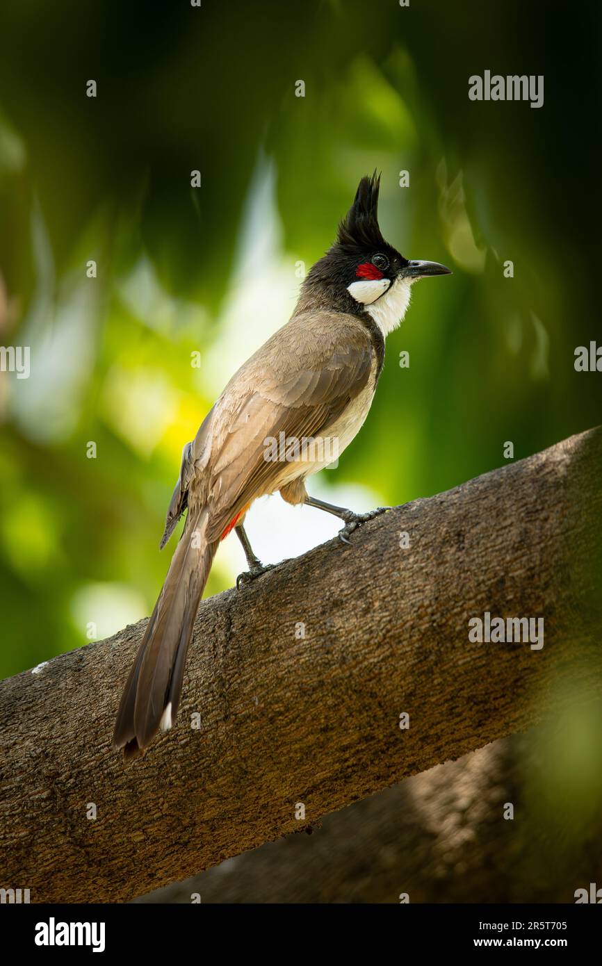Red-whiskered bulbul perching on longan tree branch looking into a ...