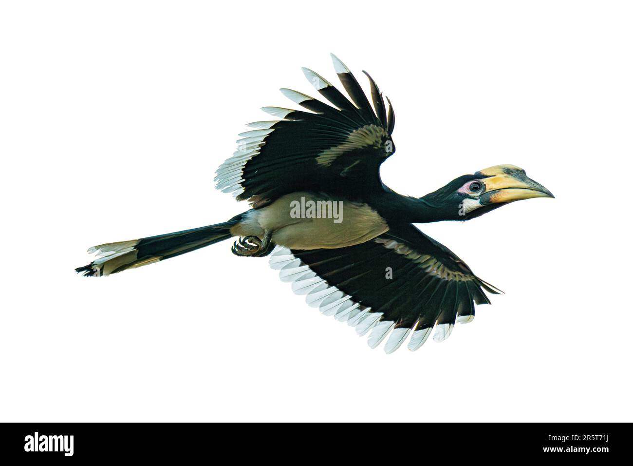 Female Oriental Pied Hornbill flying in mid air isolated on white ...