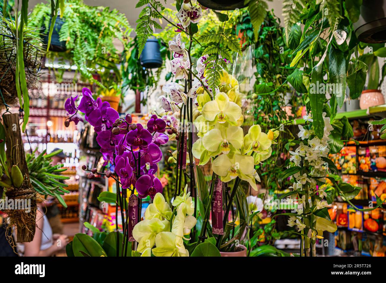A vibrant display of colorful orchids in a flower shop Stock Photo - Alamy