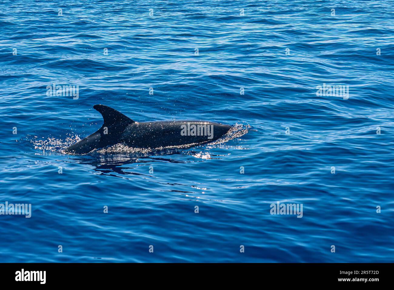 A dolphin floating peacefully on the surface of blue water Stock Photo ...