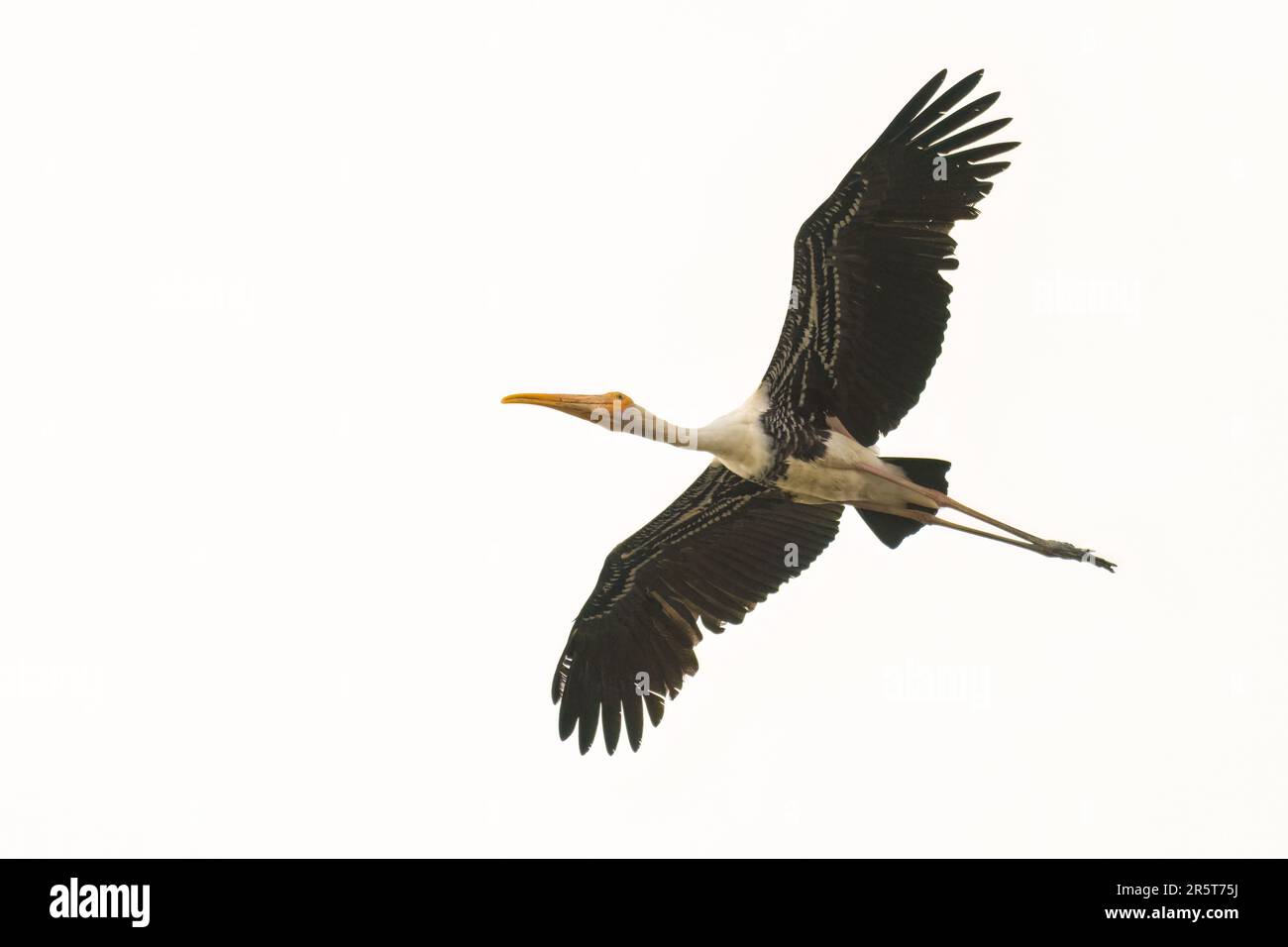 Painted Stork stretching wings while flying isolated on white ...