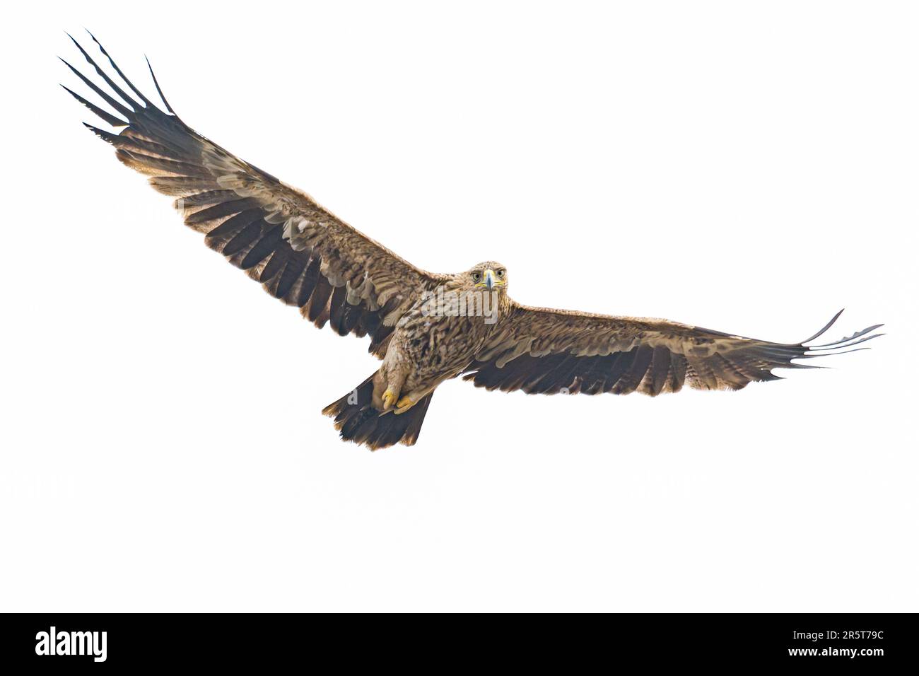 Eastern Imperial Eagle stretching wings while flying and staring at the ...