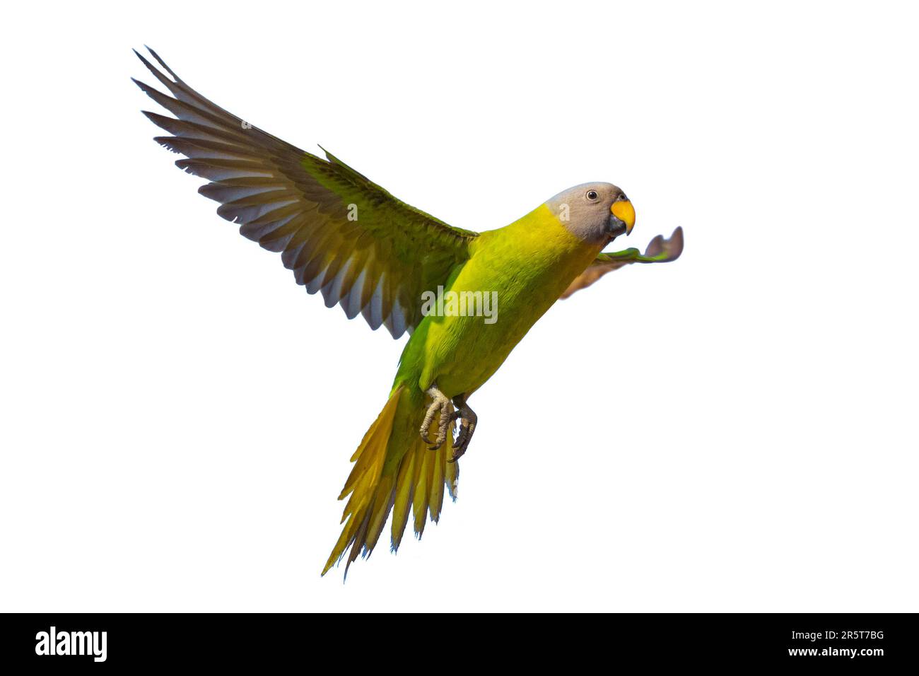 Colorful blossom-headed Parakeet spreading wings in mid air isolated on ...