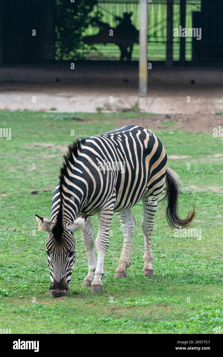 Zebra in the Parque Zoologico Lecoq in the capital of Montevideo in ...