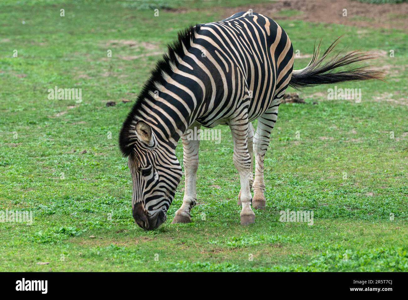Zebra in the Parque Zoologico Lecoq in the capital of Montevideo in ...