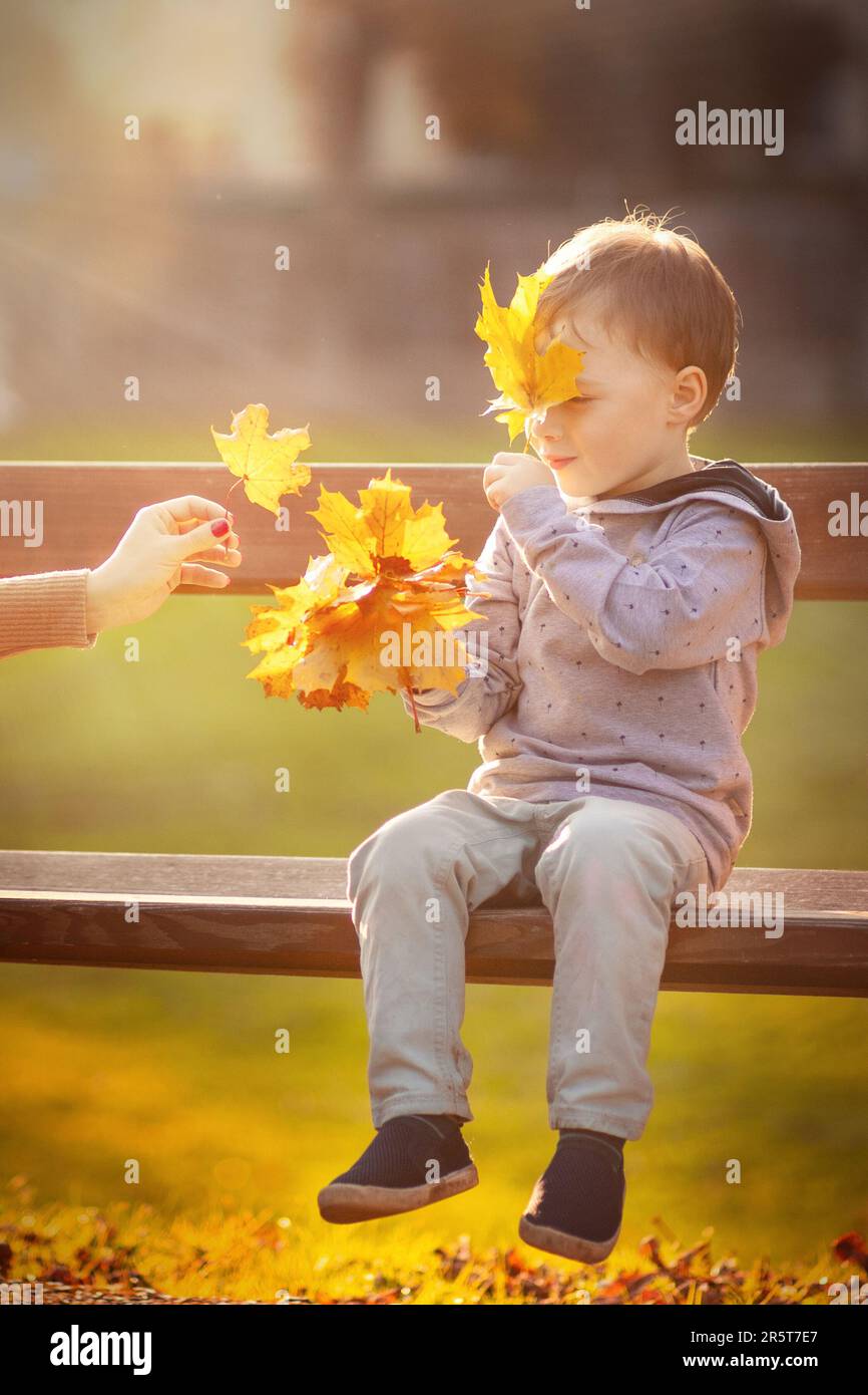 Baby red maple leaves hi-res stock photography and images - Alamy