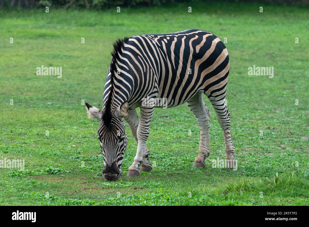 Zebra in the Parque Zoologico Lecoq in the capital of Montevideo in ...