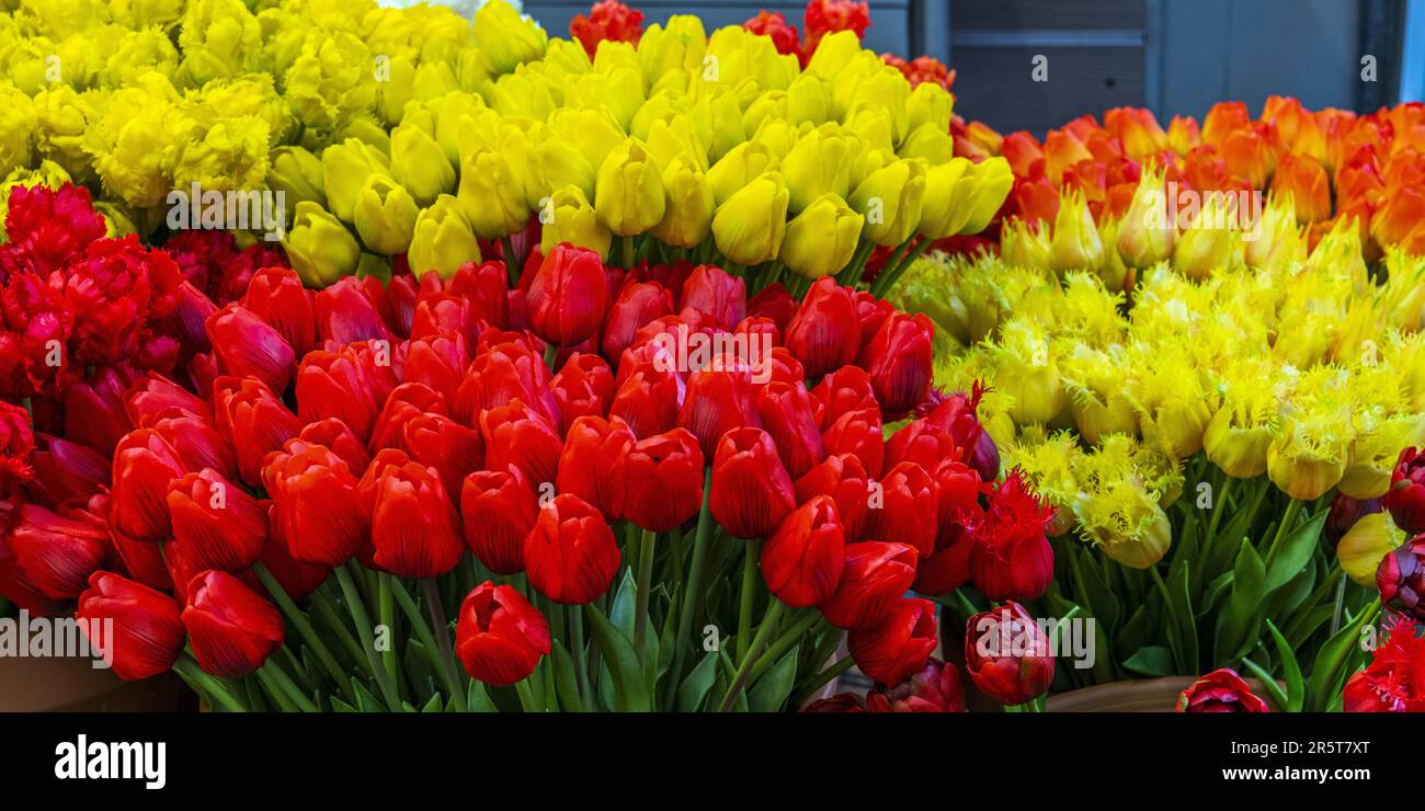 Netherlands, Northern Holland province, Amsterdam, The Bloemenmarkt is ...