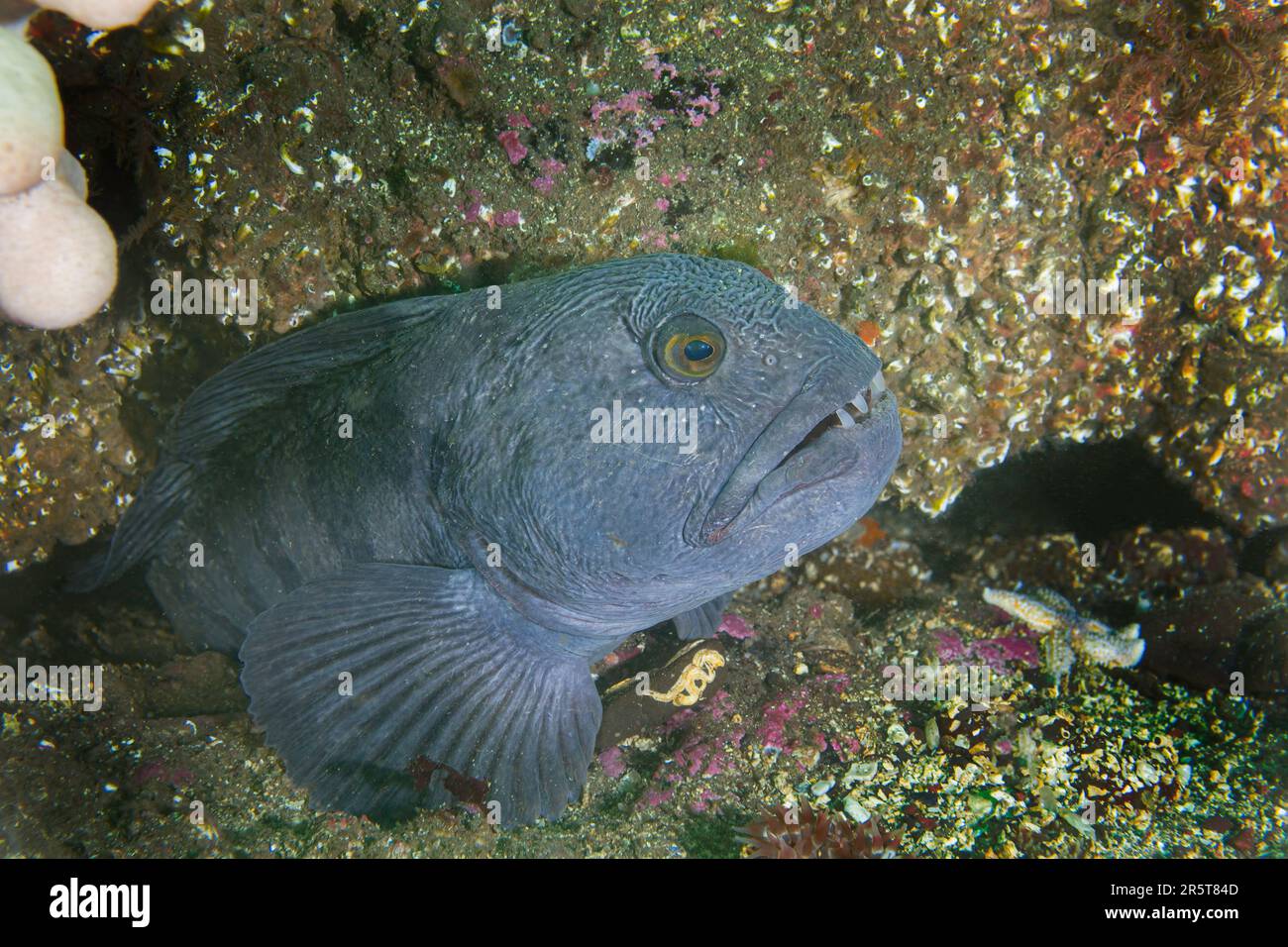 Wolffish encounters at St. Abbs Scotland Stock Photo - Alamy