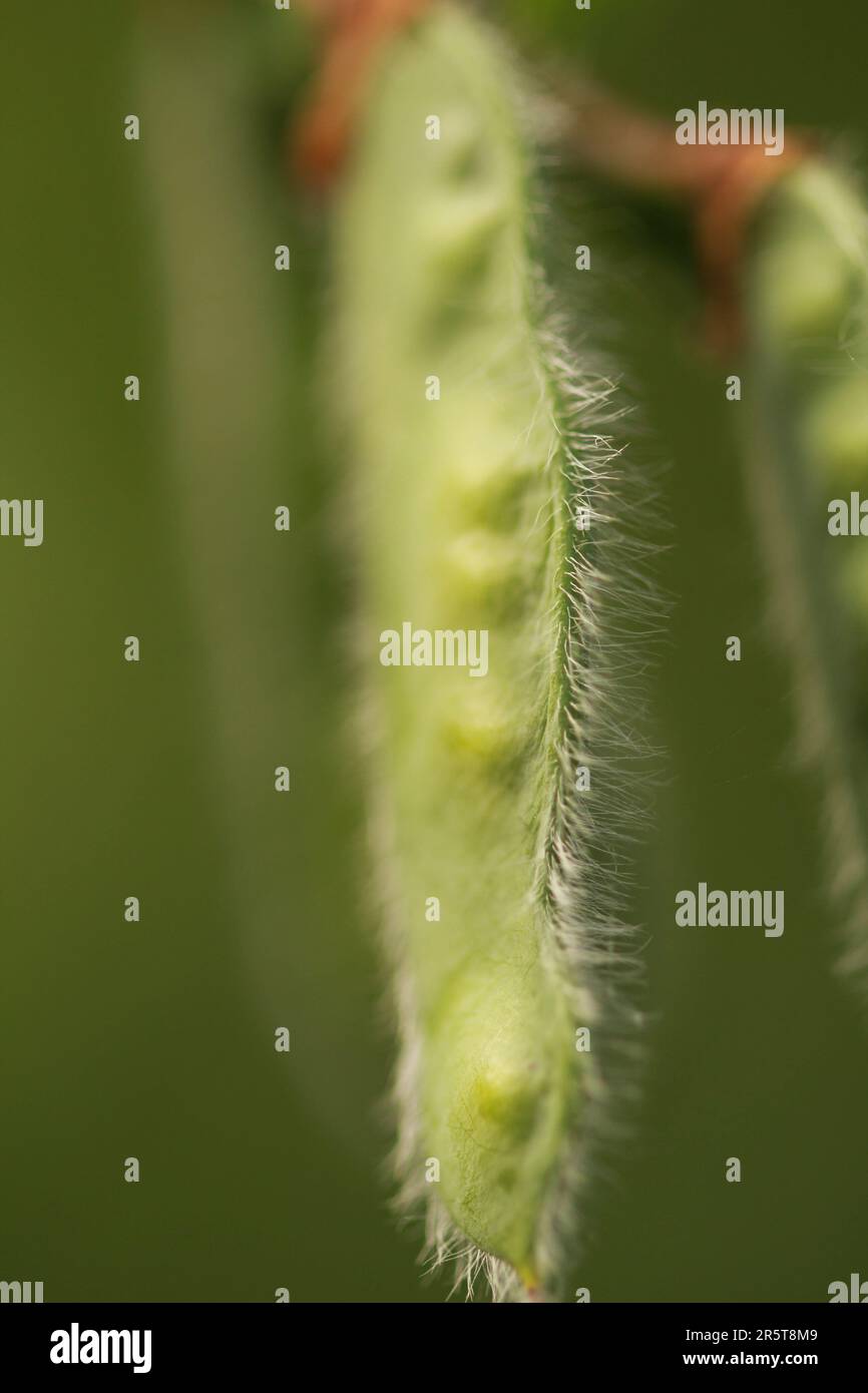 Furry plant hi-res stock photography and images - Alamy