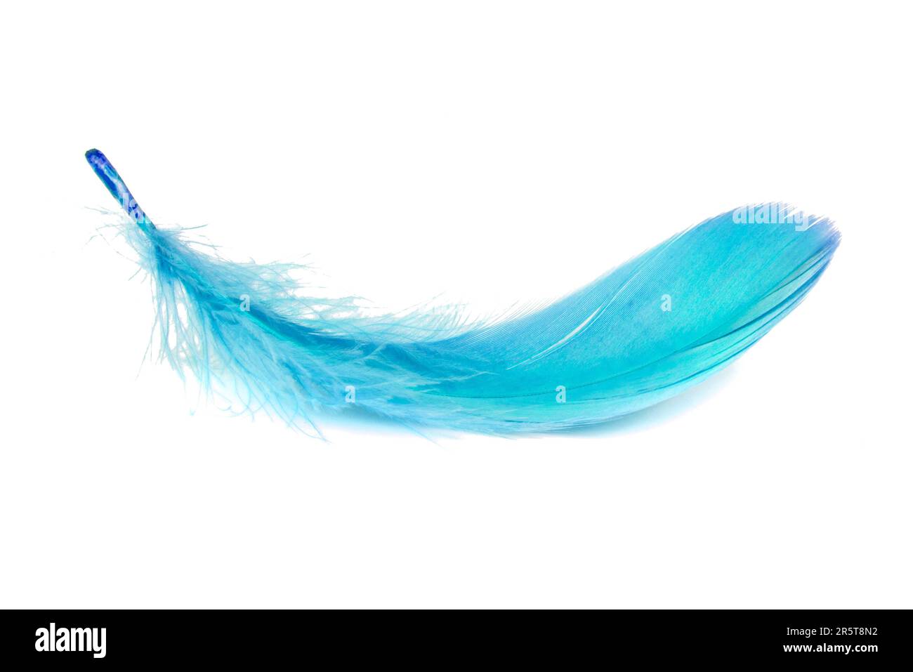 Light fluffy blue feather isolated on white background Stock Photo - Alamy