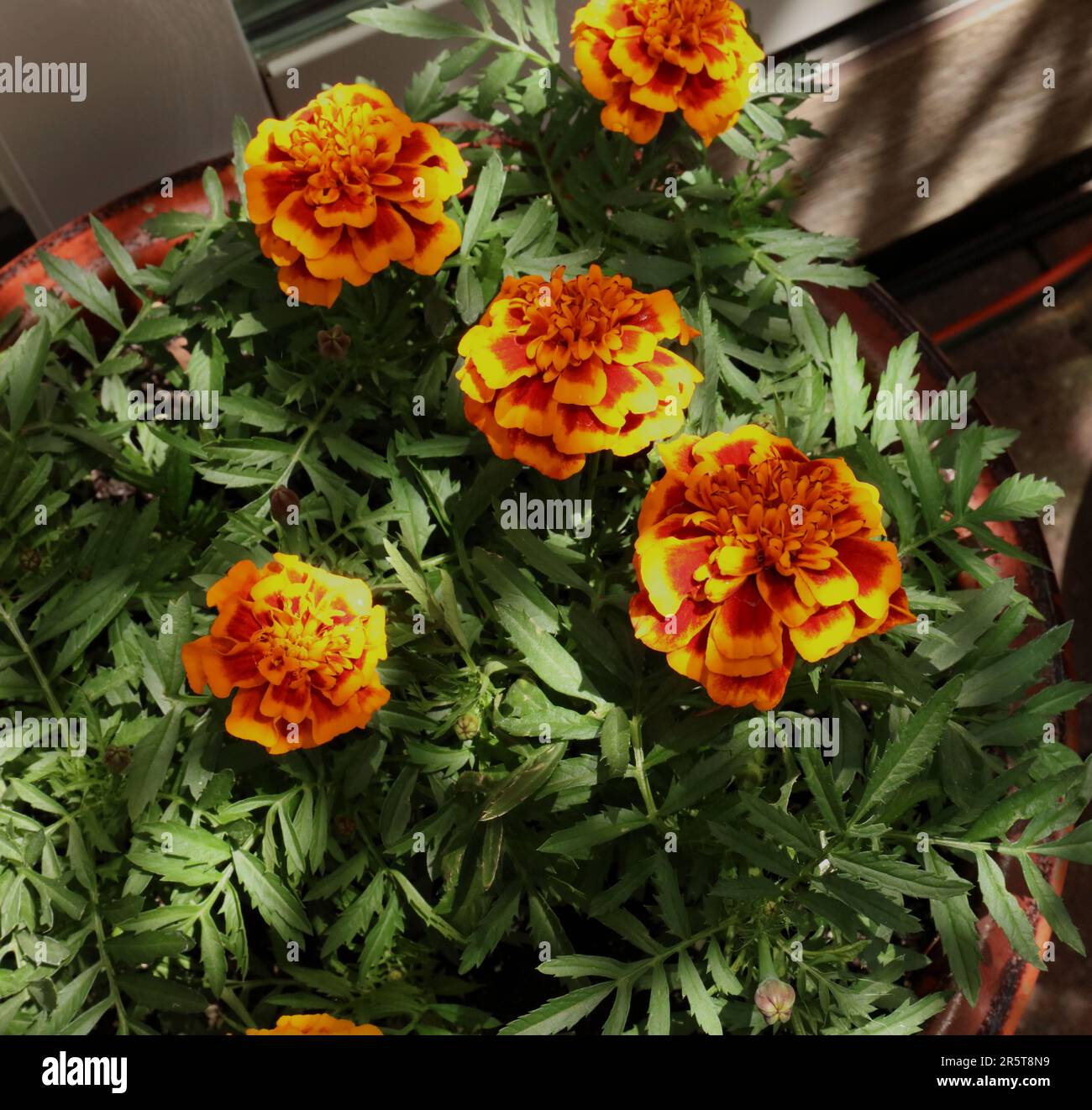 A outdoor pot filled with fancy French Marigolds with maroon lower ...