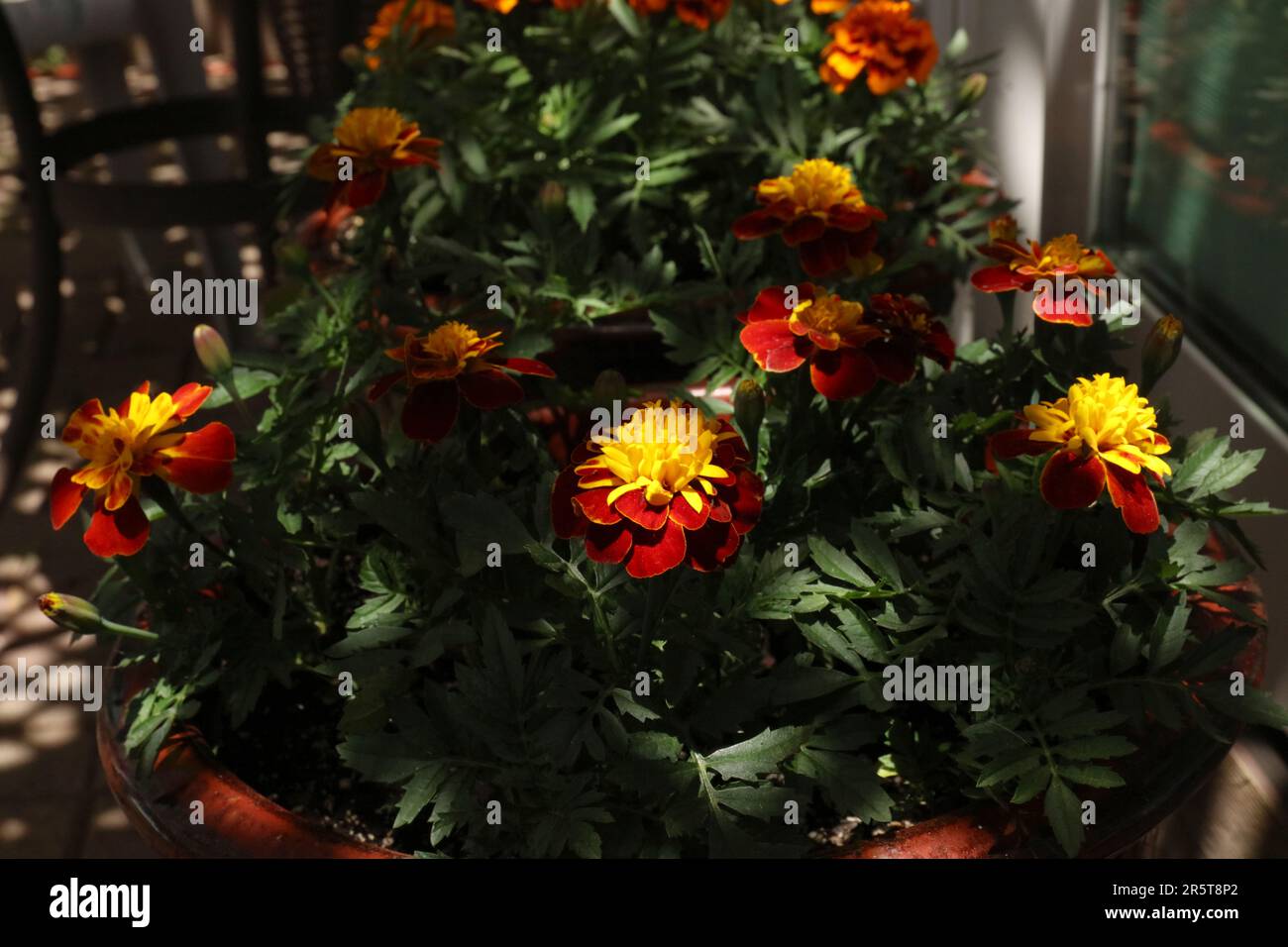 A outdoor pot filled with fancy French Marigolds with maroon lower ...