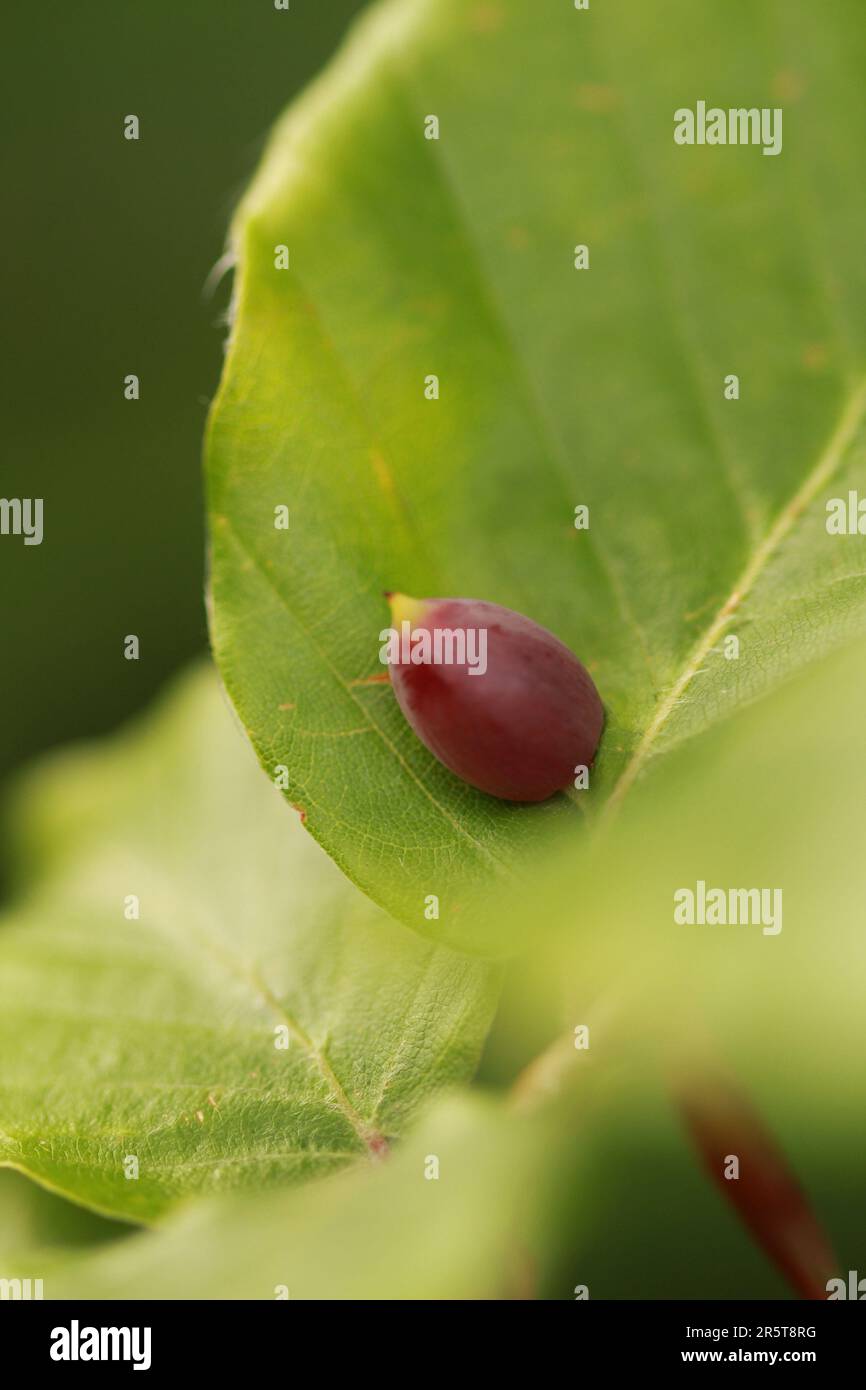 A vibrant red berry on a lush green tree, adding a splash of color to ...