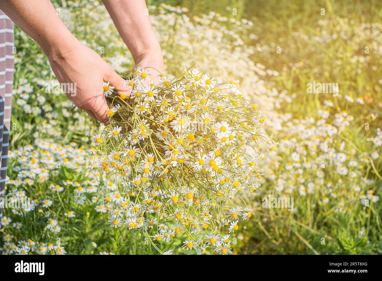 Woman collects medicinal herbs in meadow. Fresh green herbs harvest ...