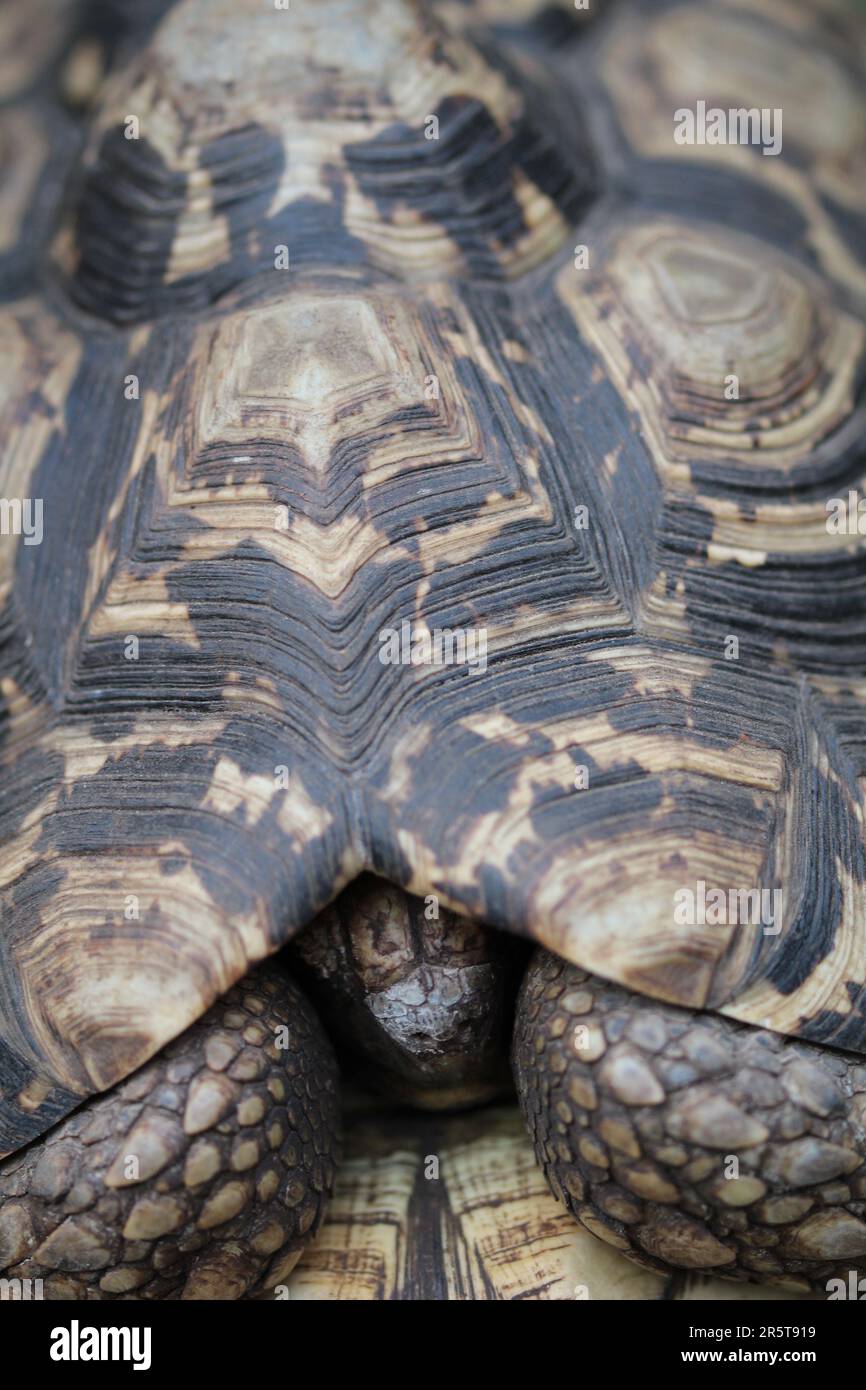 Close-up of a turtle head poking out of its shell Stock Photo - Alamy