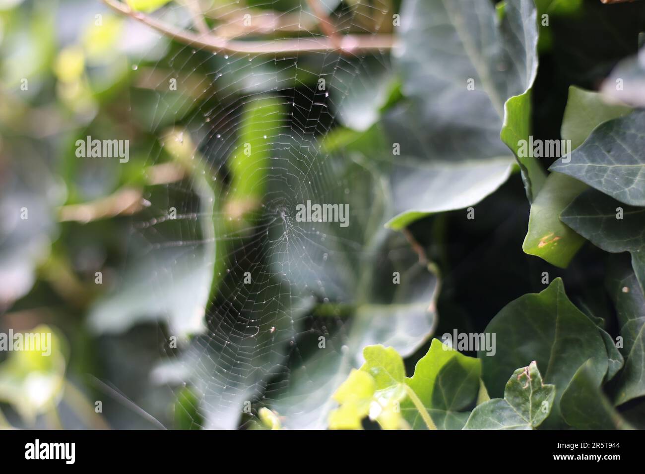 A stunning spider web with intricate details, sitting on a bed of ...