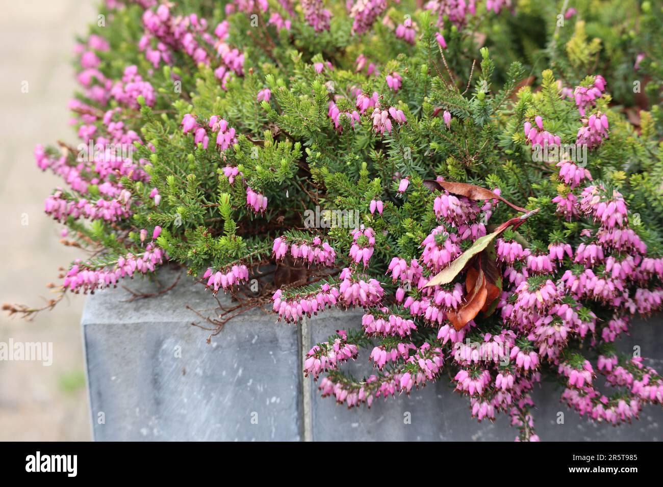 Overflowing with blooms hi-res stock photography and images - Alamy