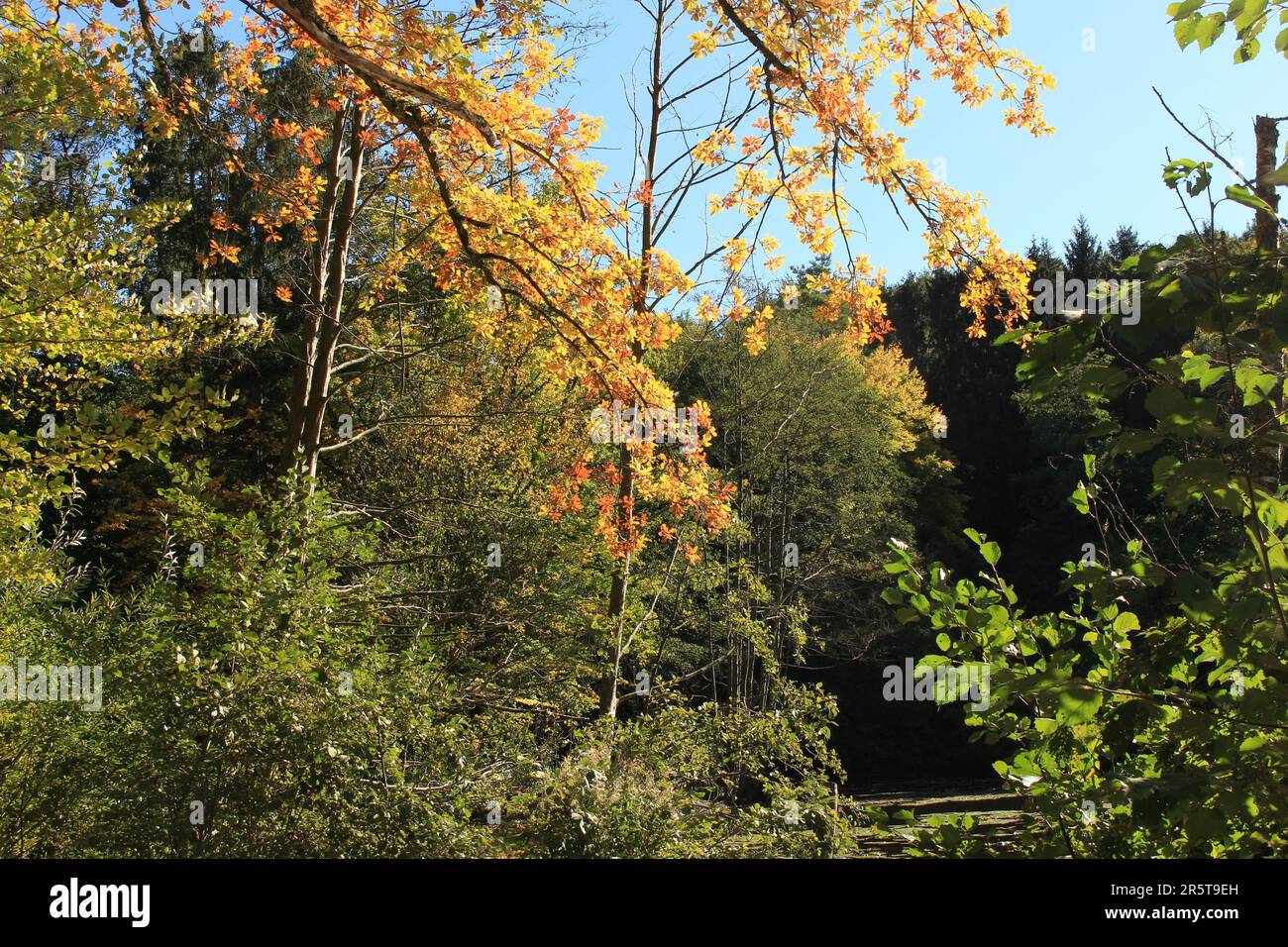 An idyllic landscape of vibrant autumn foliage and trees, creating an ...