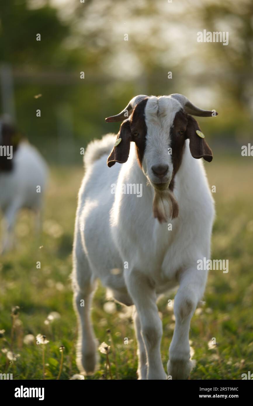 A Boer goat stands in a lush, green field, its hooves lightly brushing ...