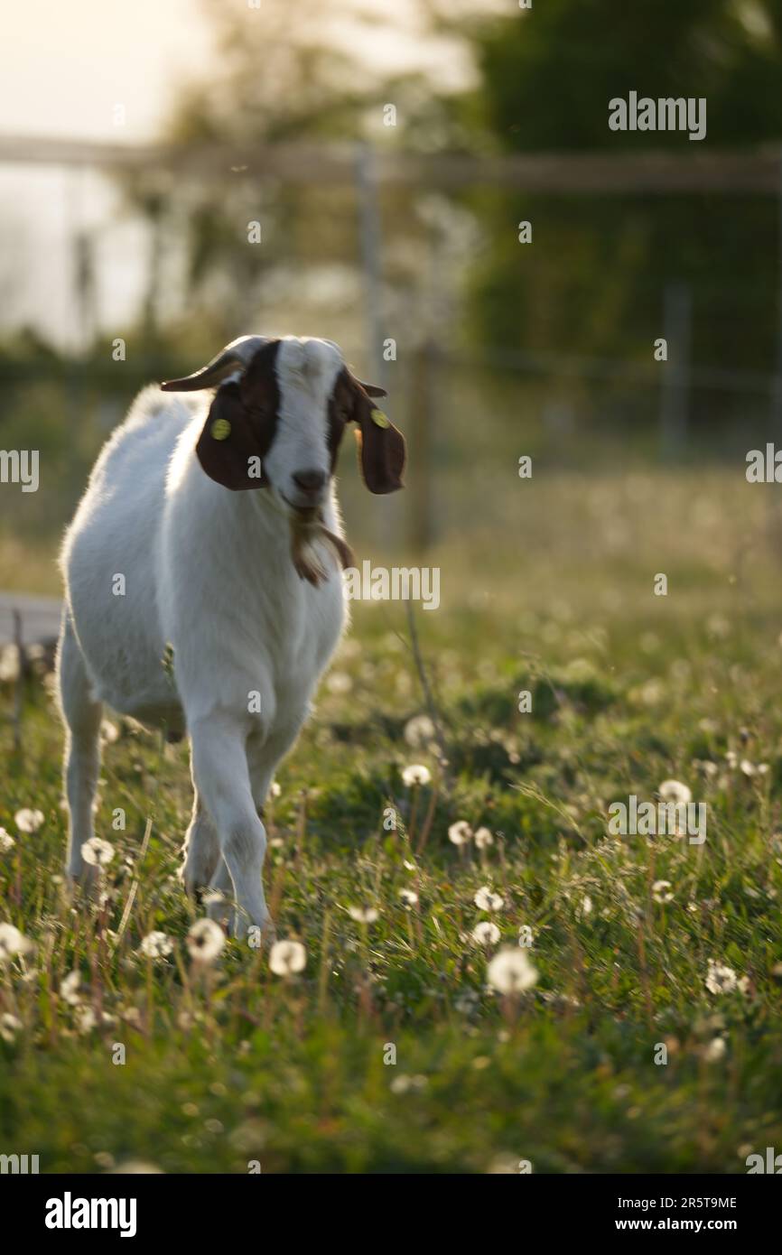 A boer goat walking in a green grassy field Stock Photo - Alamy