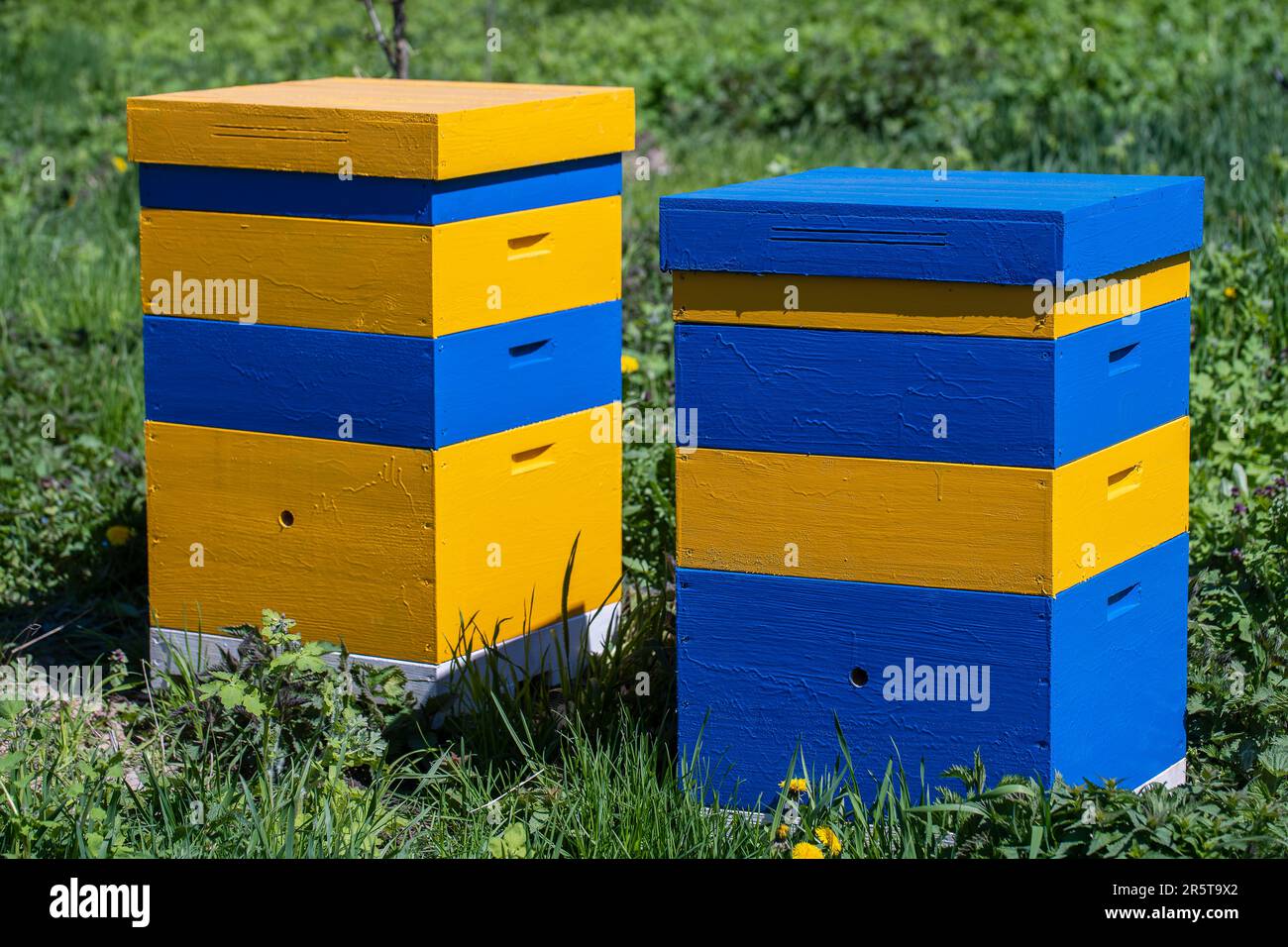 Two new set of yellow-blue wooden beehive in the spring garden, close ... Two new set of yellow-blue wooden beehive in the spring garden, close ...