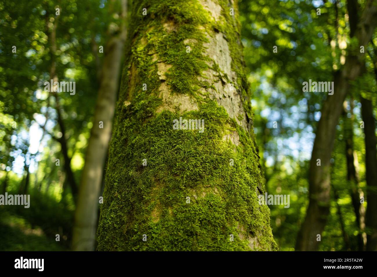 Bottom view of forest trees. Nature green wood sunlight backgrounds ...