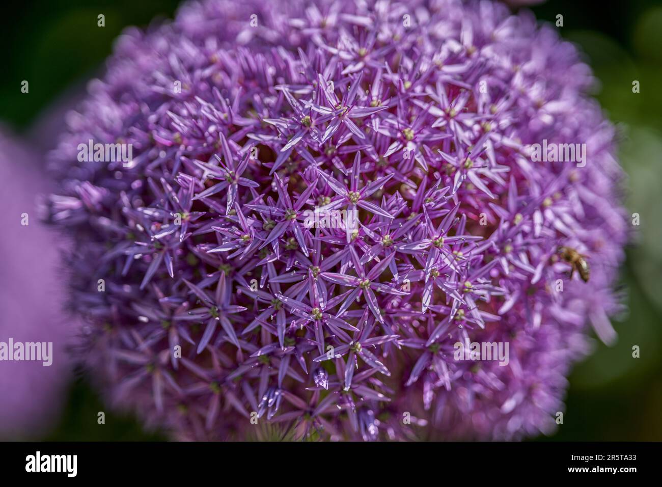 Purple Giant garlic blossom close up Stock Photo - Alamy