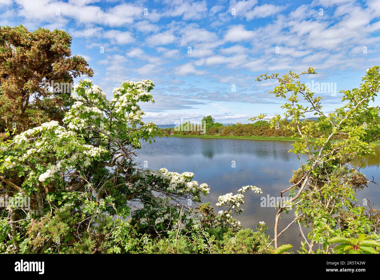 Inverness Scotland Merkinch Nature Reserve with Mayflower or Hawthorn ...