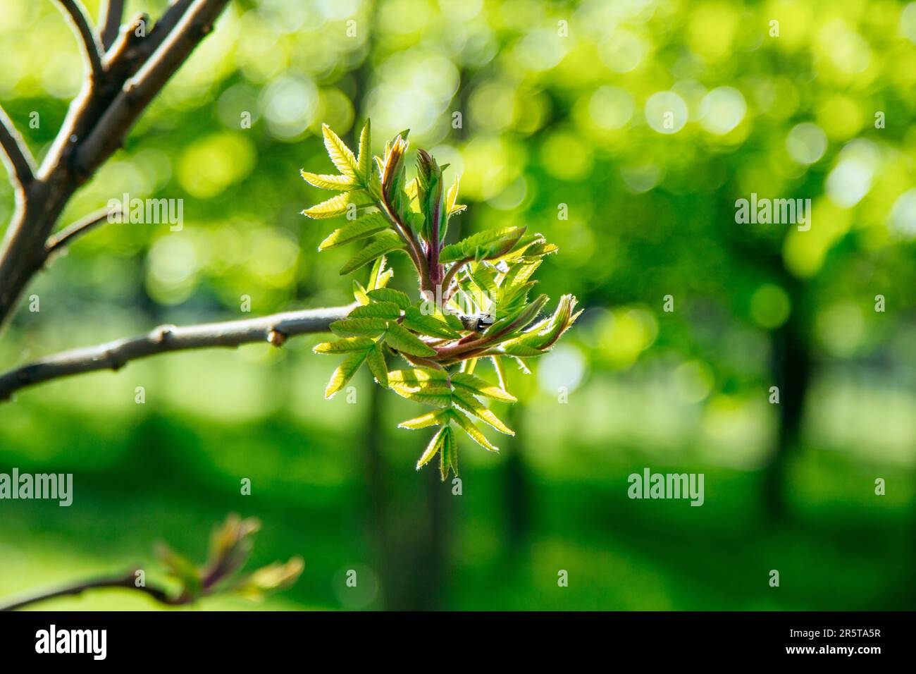 Beautiful rowan tree branches with first leaves growing in a garden ...