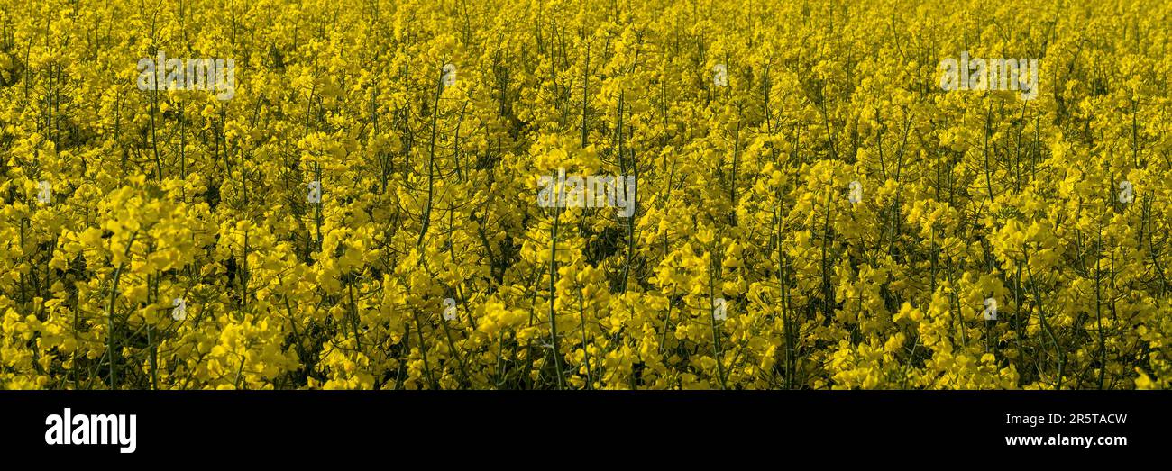 Yellow dream uk hi-res stock photography and images - Alamy