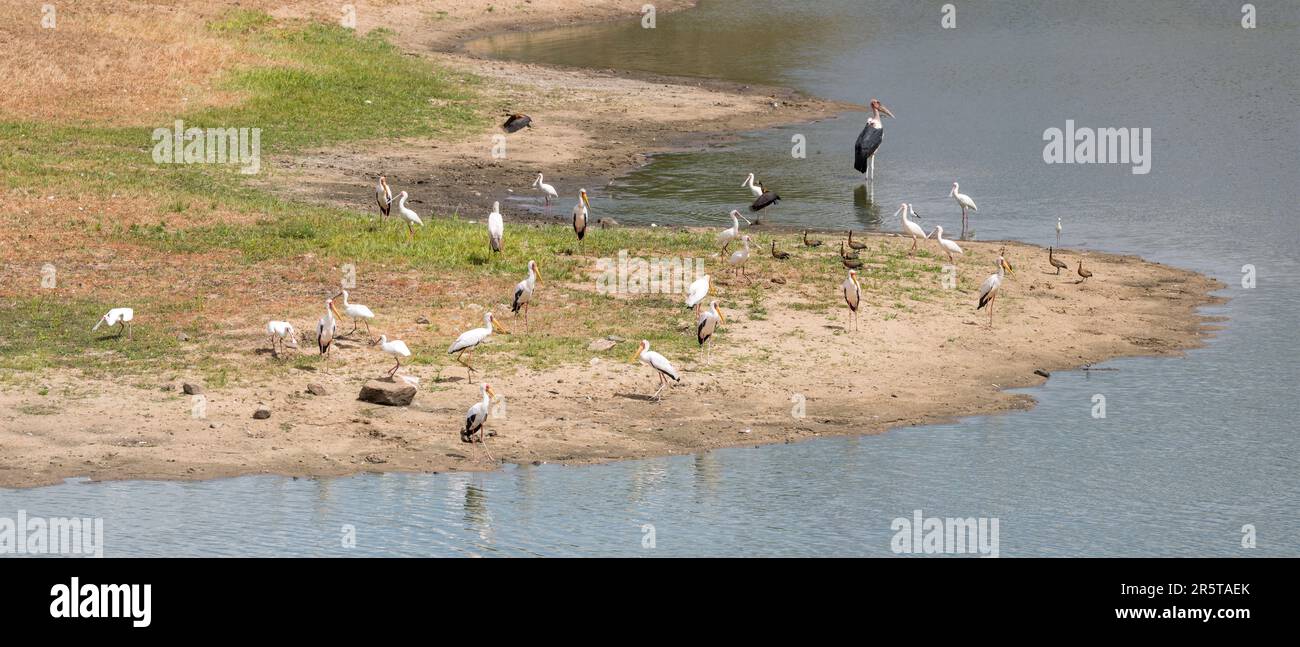 lake shore with wading birds on sand and in flight, shot in bright ...