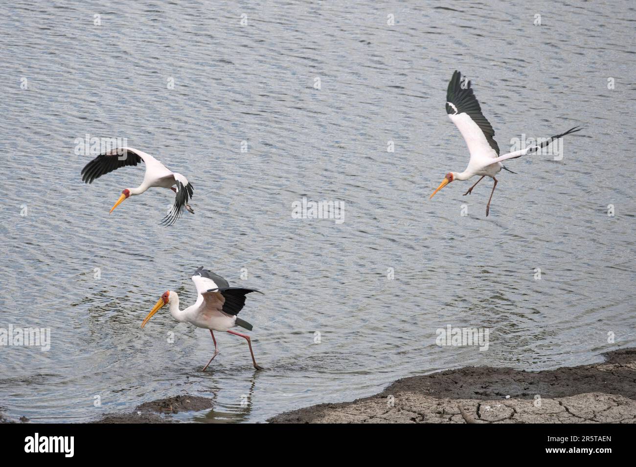 lake shore with group of Yellow Billed Stork wading birds landing in ...