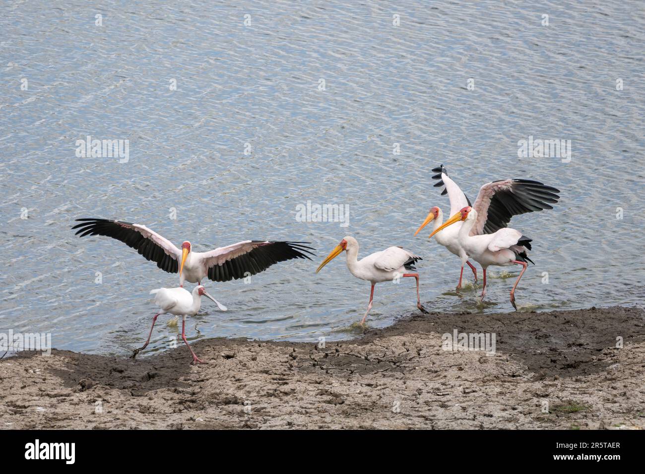 lake shore with group of Yellow Billed Stork wading birds chasing away ...