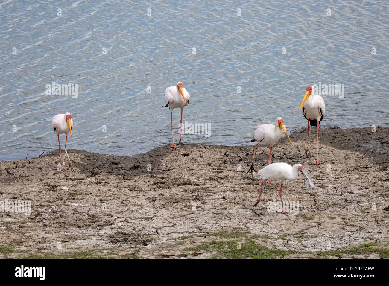 lake shore with Africa Spoon bill bird walking away from group of ...