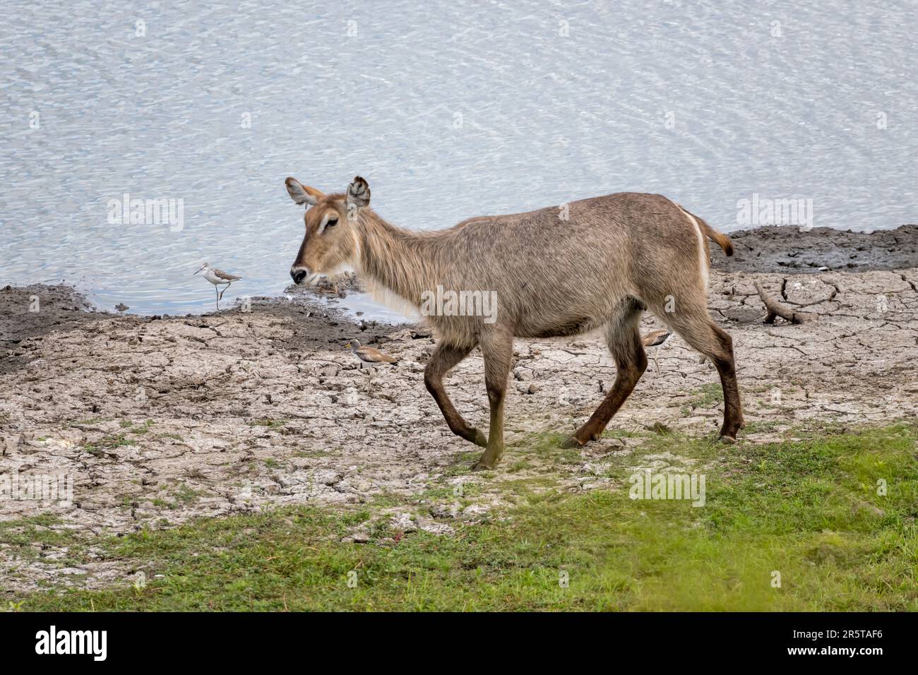female Waterbuck and Marsh Sandpiper on lake shore at wild countryside ...