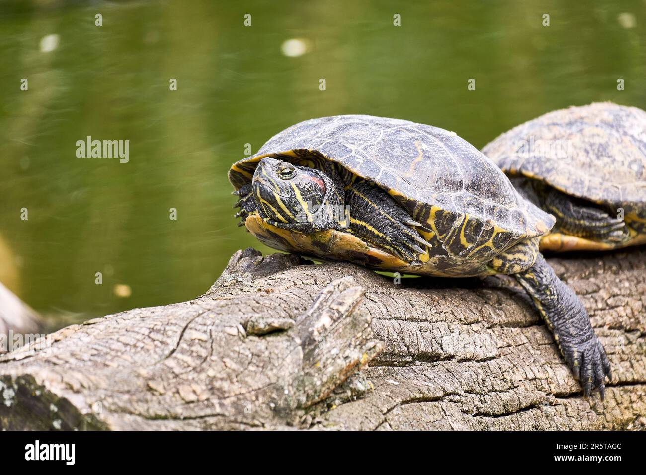 Two aquatic turtles sitting together on a partially submerged log with ...