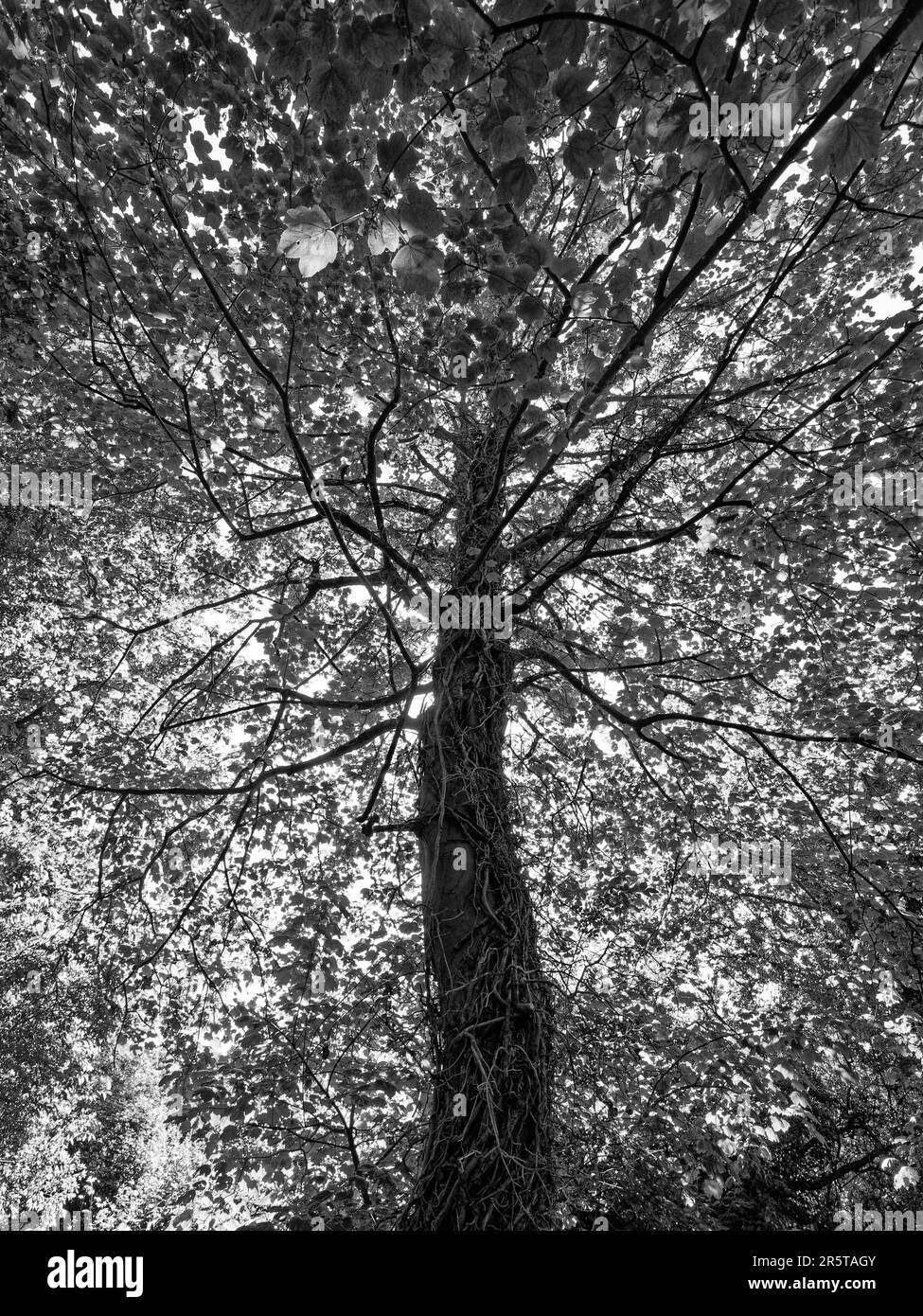 B&W Tree, Balmore Walk, Caversham, Reading, Berkshire, England, UK, GB ...